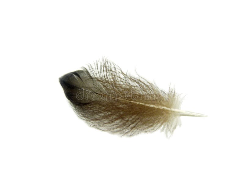 Detailed Feather stock photo. Image of black, wing, detailed - 15388798
