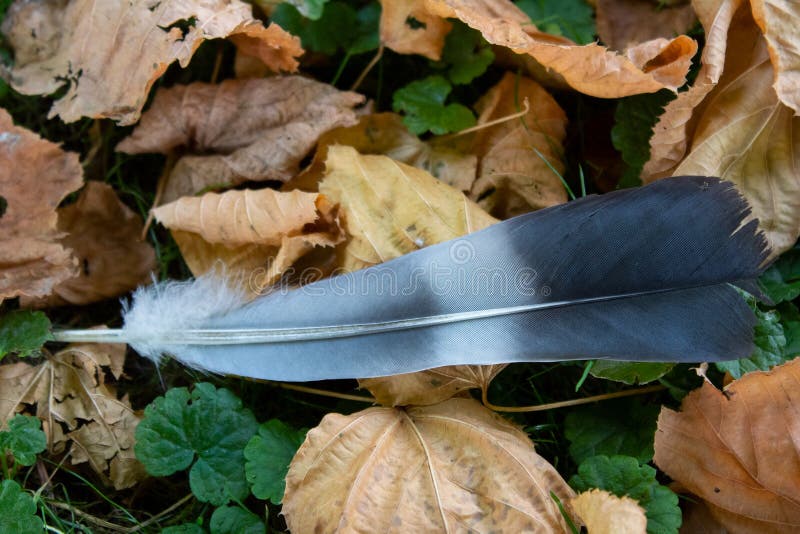 A Single Feather on Autumn Leaves Stock Photo - Image of feather, birds ...