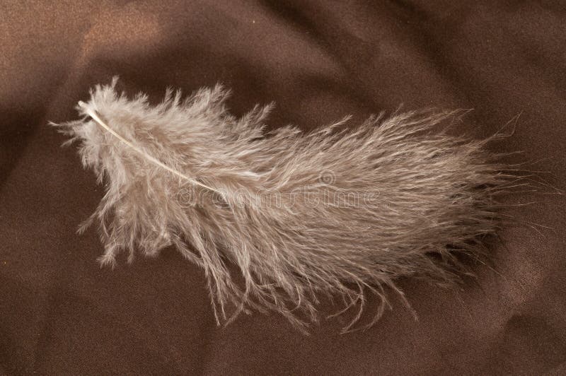 Single feather on white stock image. Image of macro, float - 8980509