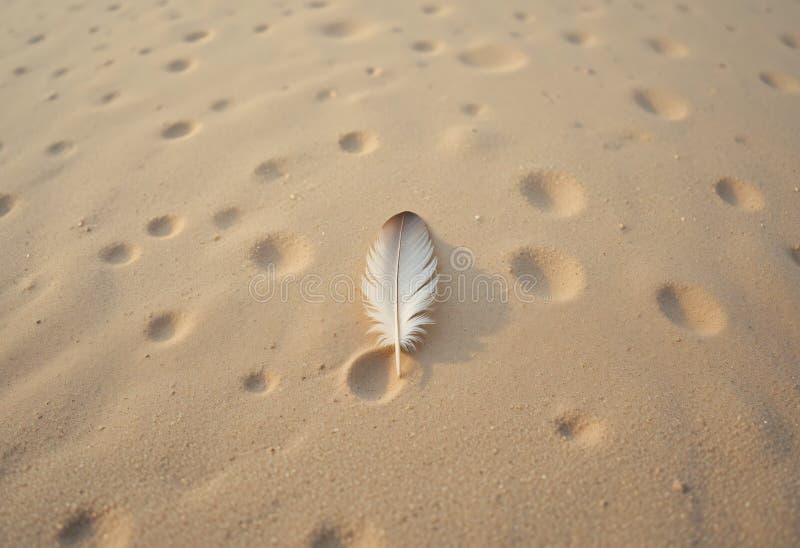 Single Feather by Calm Blue Water at Beach Sunset Stock Illustration ...