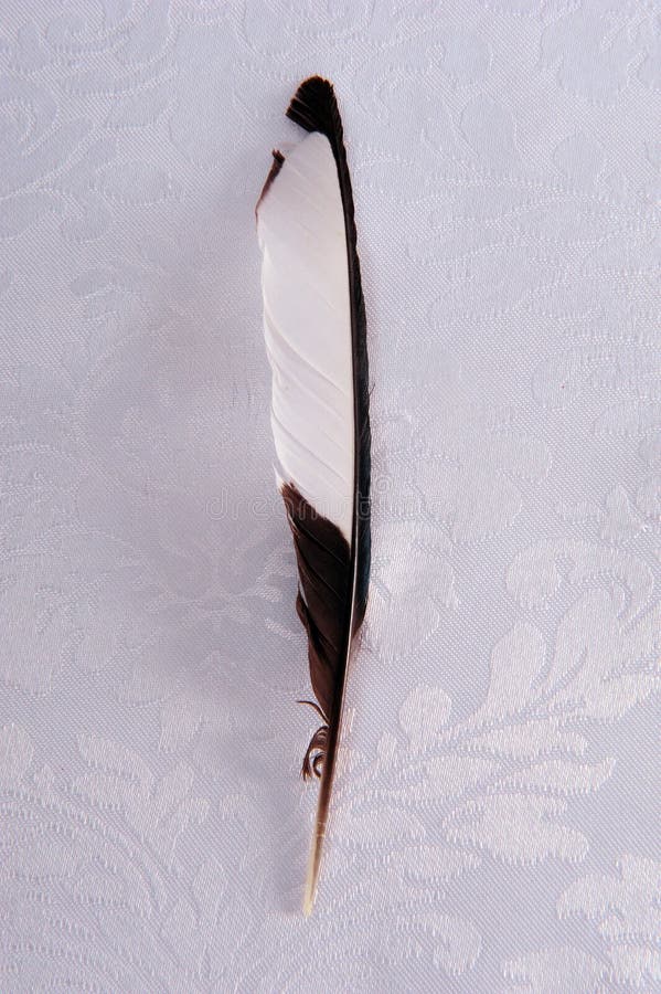 3,782 Magpie Feather Photos - Free & Royalty-Free Stock Photos from ...
