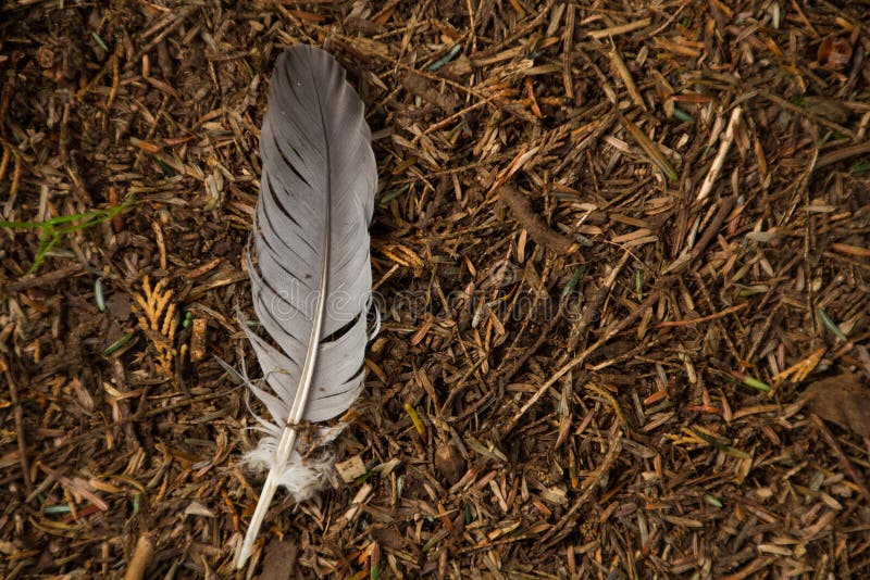 Single Feather on the Forest Floor Stock Image - Image of stilllife ...