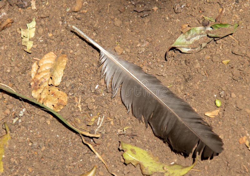A Single Feather Isolated Isolated Stock Image - Image of life, peace ...