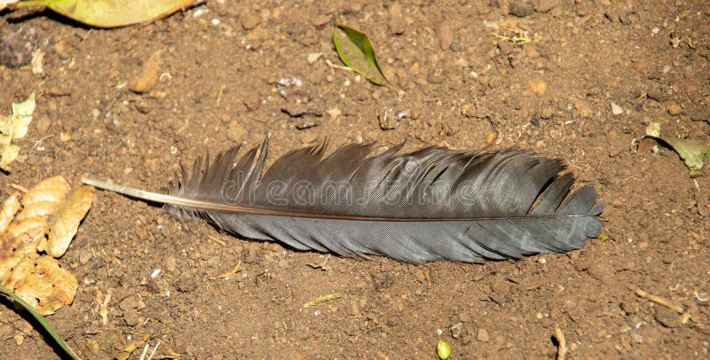 A Single Feather Isolated Isolated Stock Photo - Image of isolated ...