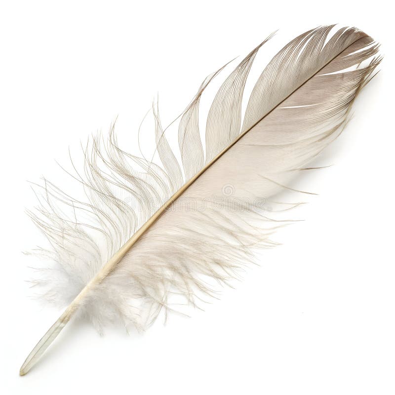 Single Feather Isolated on White Background Stock Illustration ...