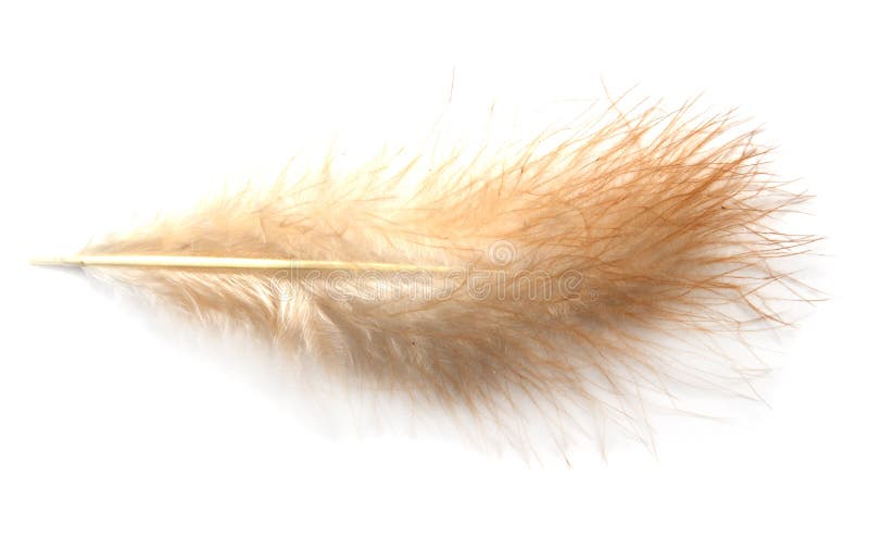 Single Feather Isolated on White Background Stock Photo - Image of bird ...