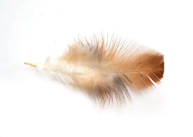Single Feather Isolated on White Background Stock Photo - Image of ...
