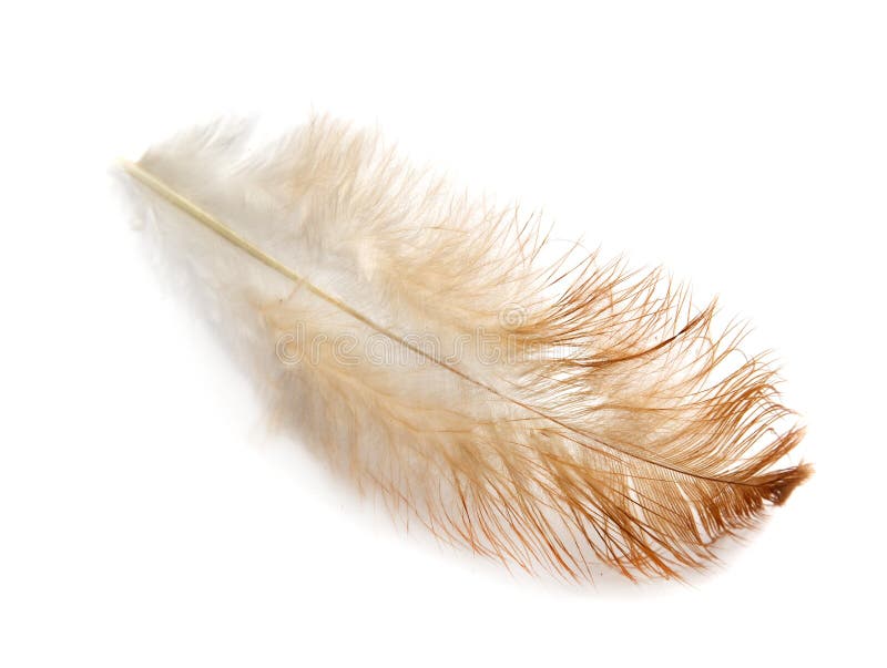 Single Feather Isolated on White Background Stock Photo - Image of ...