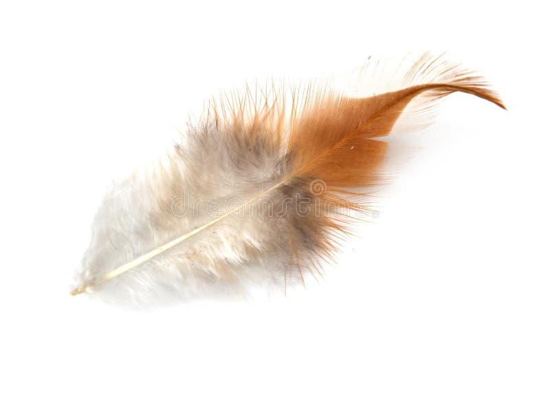 Single Feather Isolated on White Background Stock Image - Image of ...