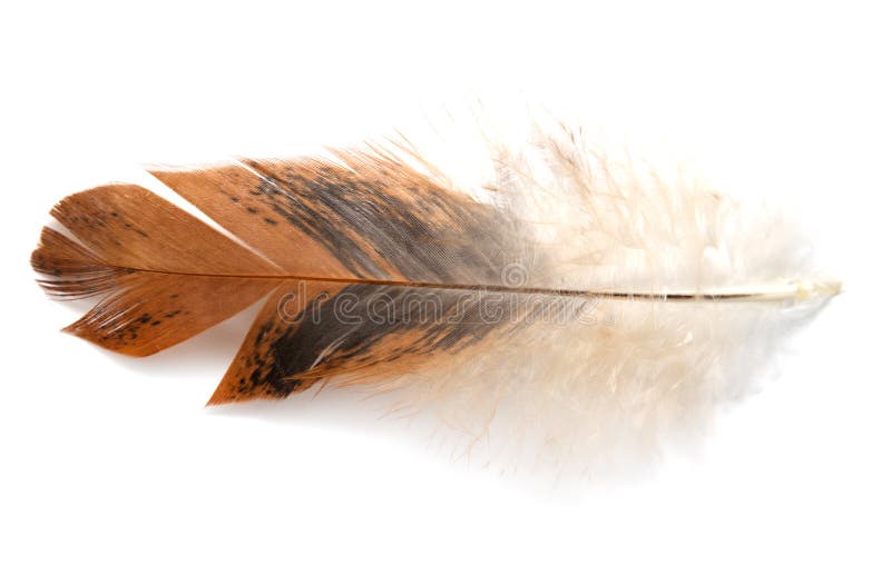 Single Feather Isolated on White Background Stock Image - Image of ...