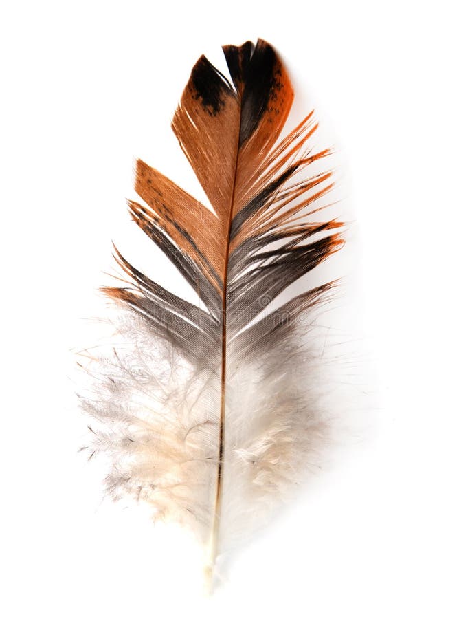 Single Feather Isolated on White Background Stock Image - Image of ...