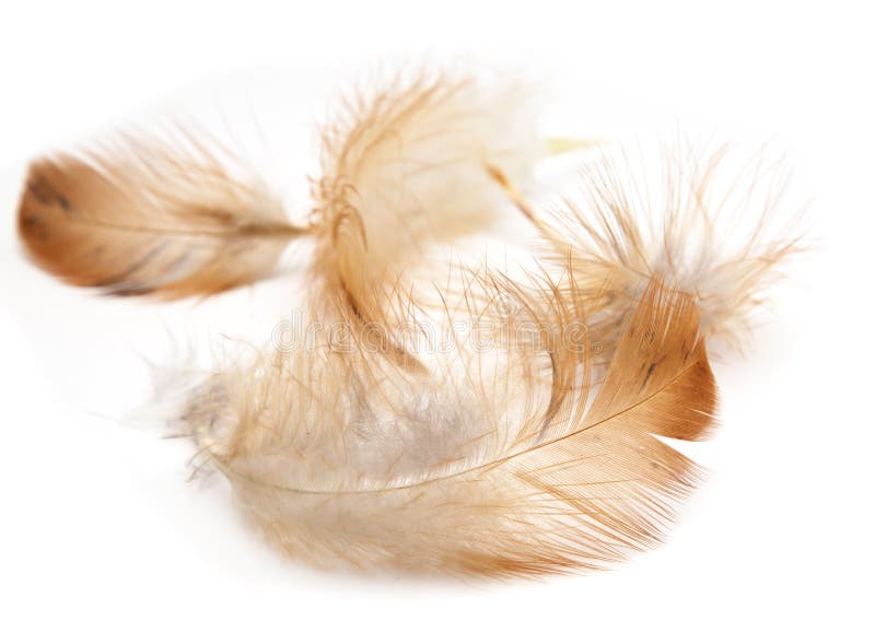 Single Feather Isolated on White Background Stock Image - Image of ...