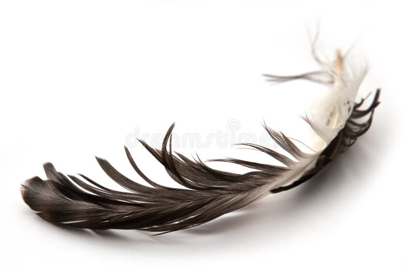 Single Feather Isolated on White Background Stock Photo - Image of grey ...