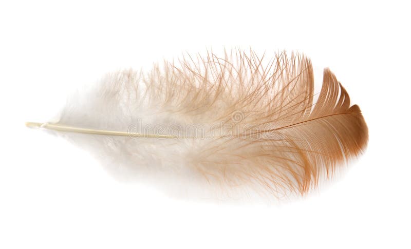 Single Feather Isolated on White Background Stock Image - Image of ...