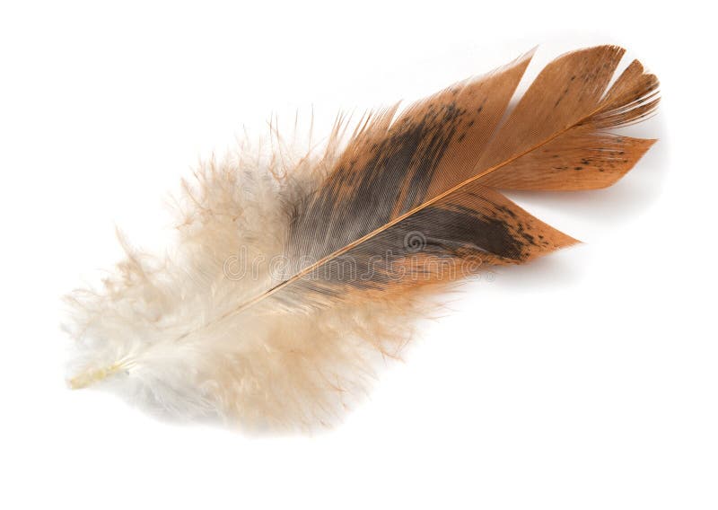 Single Feather Isolated on White Background Stock Photo - Image of fuzz ...