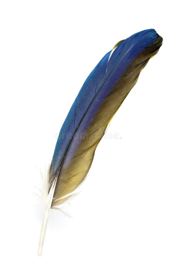 A Single Feather of a Parrot Stock Photo - Image of parrot, bird: 77423112
