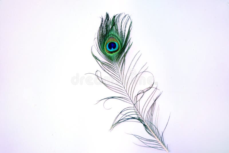 Only a single feather stock image. Image of blue, beauty - 125416015