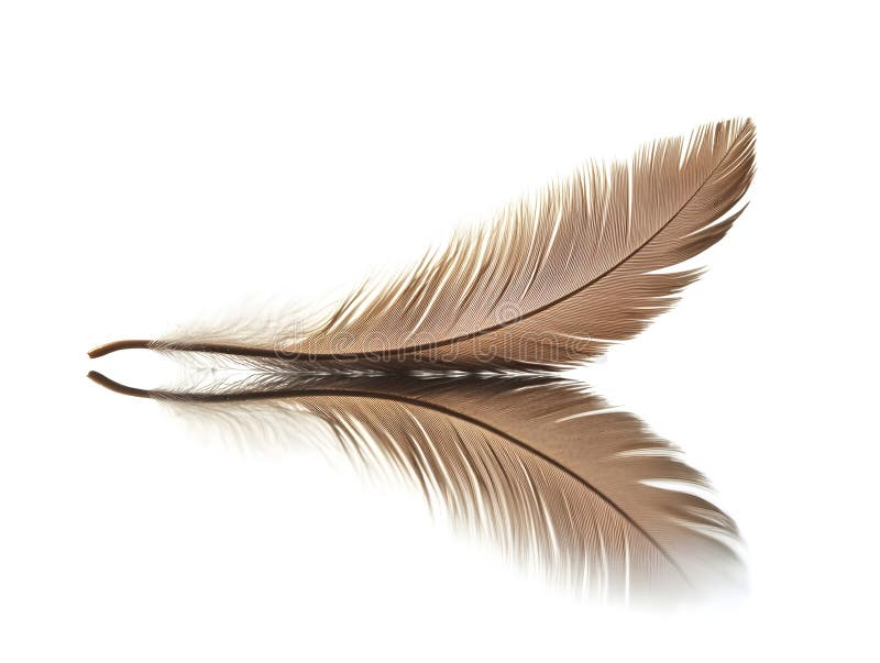 A Single Feather Resting on the Surface of Water Stock Illustration ...