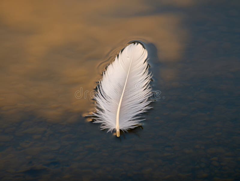 A Single Feather Resting on the Surface of Water Stock Illustration ...