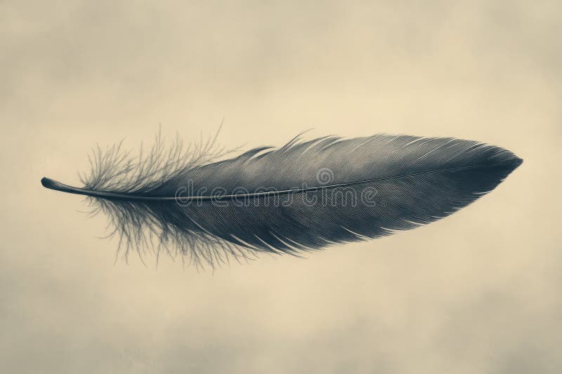 A Single Feather stock photo. Image of quill, feather - 344067222