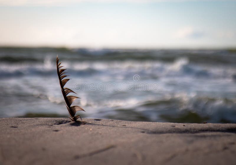 Single Feather on a Sandy Beach with an Ocean Backdrop Stock Photo ...
