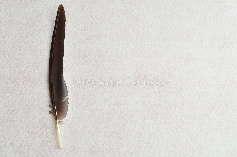 A Single Feather Stands Upright in the Seagrass Stock Image - Image of ...