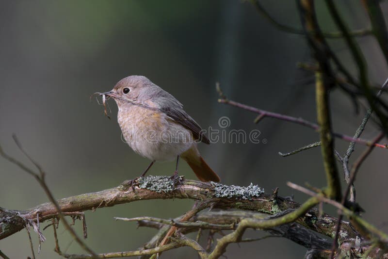 Single Female Common Redstart Bird on a Tree Branch during a Spring ...