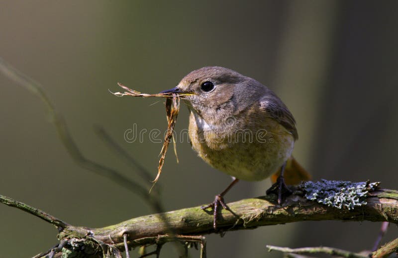 Single Female Common Redstart Bird on a Tree Branch during a Spring ...