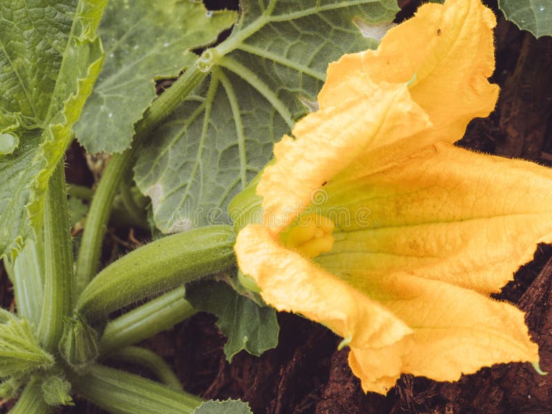 Female Courgette Flower Coming into Bloom Stock Photo - Image of ...