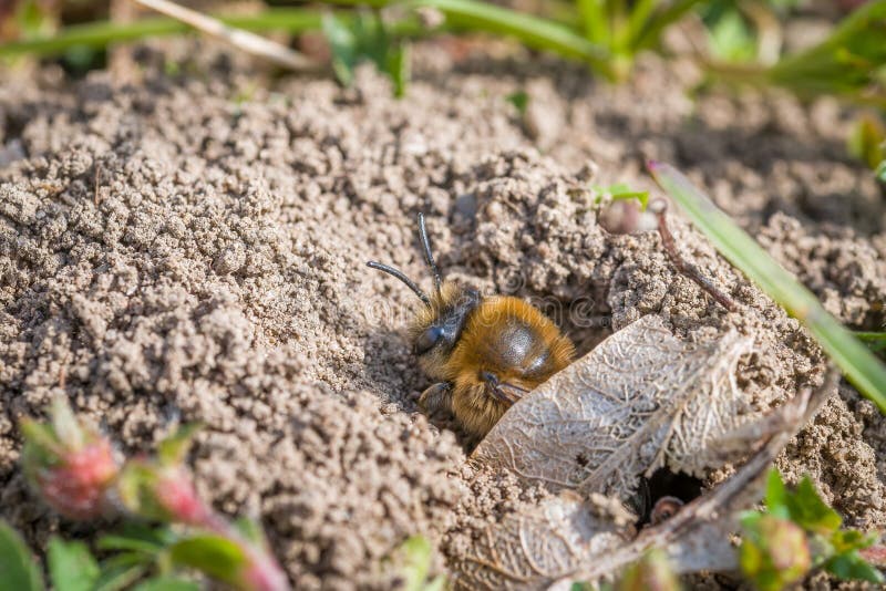 Single Female Mining Bee in Her Hole on the Ground Stock Image - Image ...