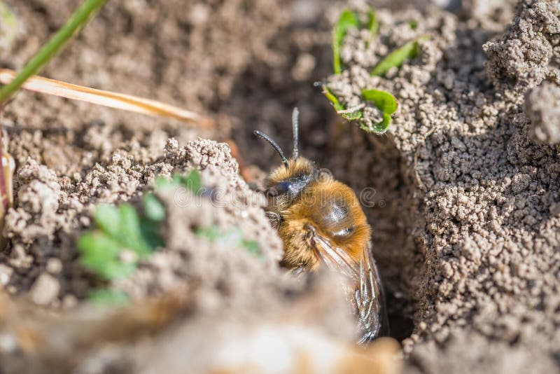 Single Female Mining Bee in Her Hole on the Ground Stock Photo - Image ...