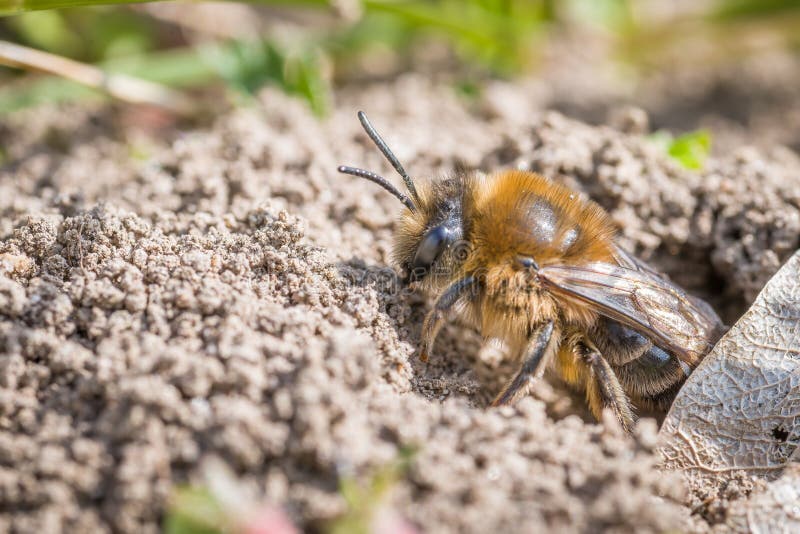 Single Female Mining Bee in Her Hole on the Ground Stock Image - Image ...