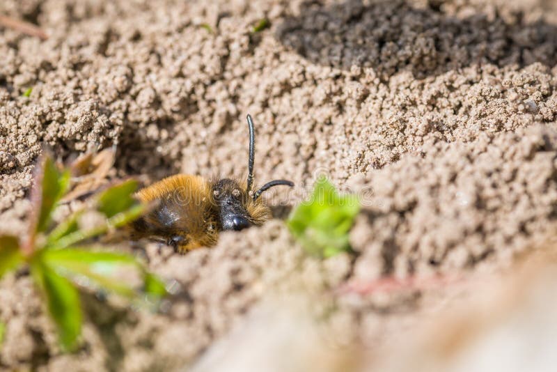 Single Female Mining Bee in Her Hole on the Ground Stock Photo - Image ...