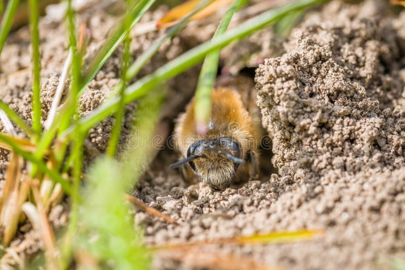 Single Female Mining Bee in Her Hole on the Ground Stock Photo - Image ...