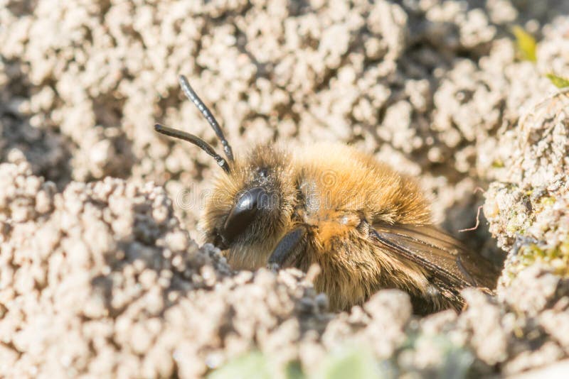 132 Mining Bee Nest Stock Photos - Free & Royalty-Free Stock Photos ...
