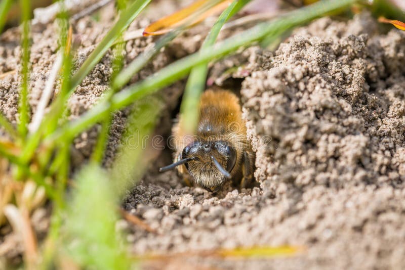 Single Female Mining Bee in Her Hole on the Ground Stock Photo - Image ...