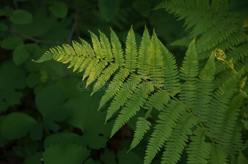 Single Fern Frond Against White Background Stock Photo - Image of ...