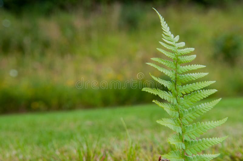 Single fern stock photo. Image of green, abstract, garden - 59038242