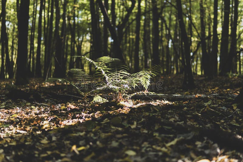 Single Fern Growing in a Forest during Sunny Day on the Beginning of ...