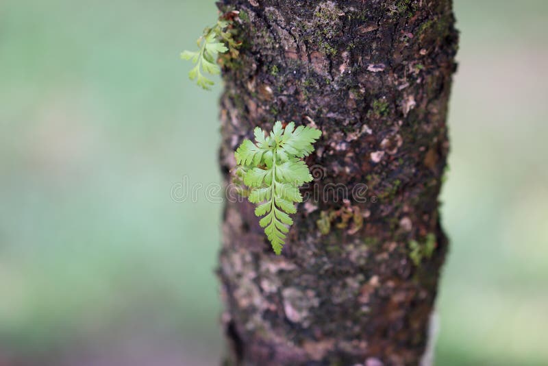 A Single Fern Growing on a Tree Trunk Stock Photo - Image of dense ...