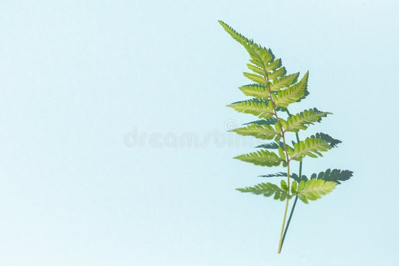 Single Fern Leaf with Copy Space. Stock Image - Image of design ...