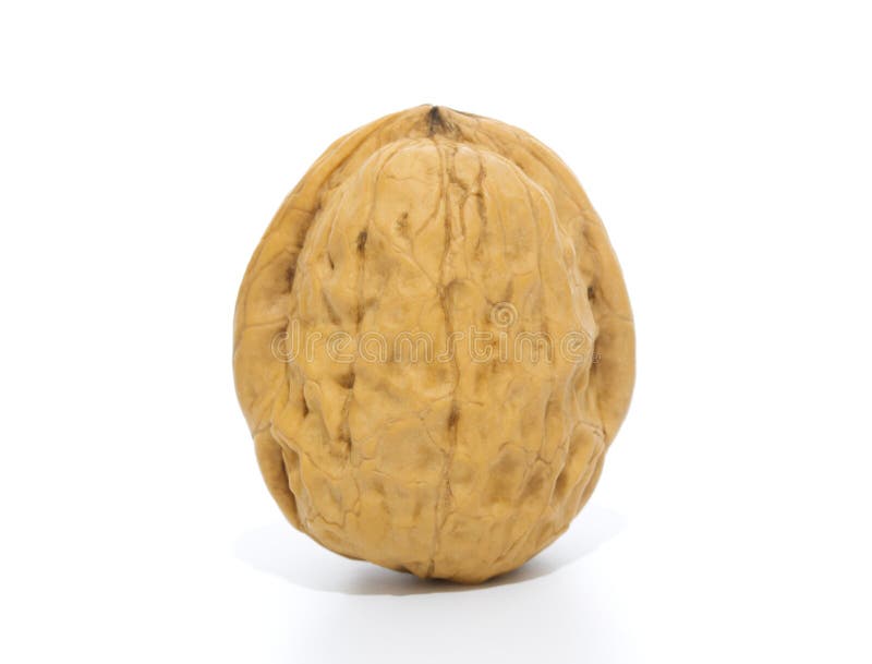 Fernor Walnut Isolated White Background Stock Photos - Free & Royalty ...