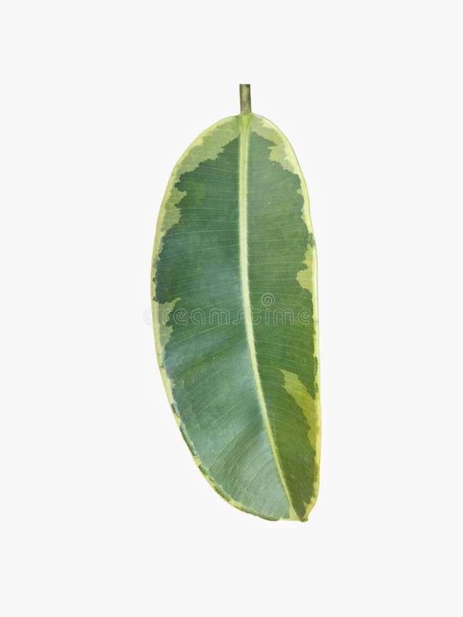 A Single Ficus Elastica Leaf Also Known As the Rubber Tree Isolated ...