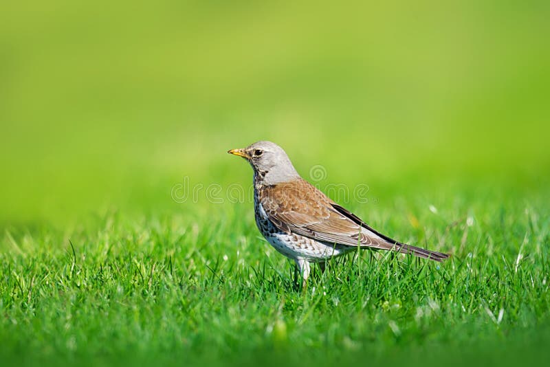 Single Fieldfare Bird on Grass Stock Photo - Image of care, urban ...