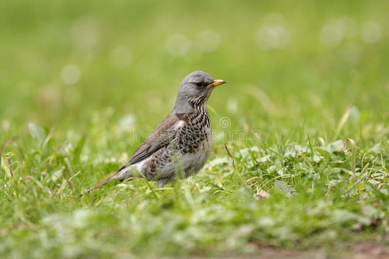 Single Fieldfare Bird on Grassy Wetlands during a Spring Nesting Period ...