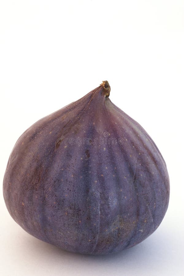 Single fig stock photo. Image of syrup, green, mediterranean - 37200