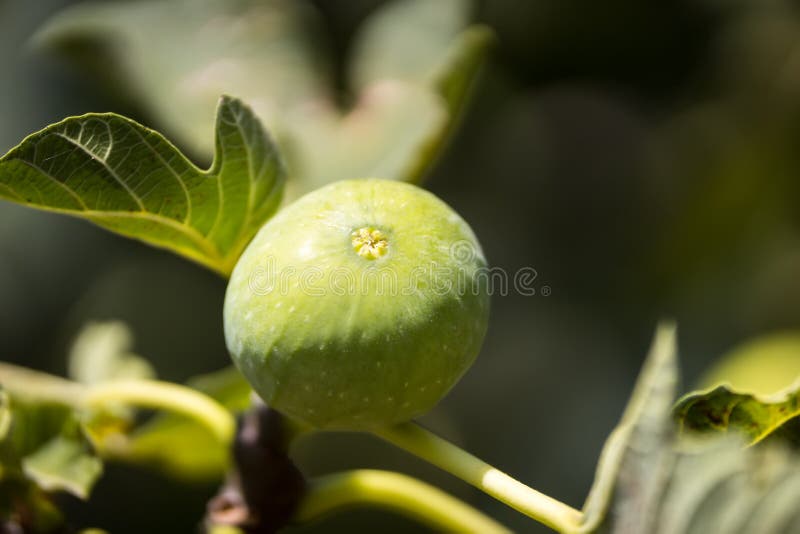 A Fig Tree With One Fig And One Leave Stock Image - Image of carica ...