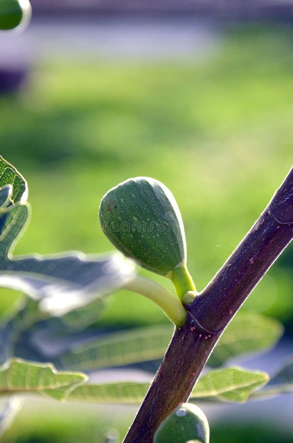 Single fig growing stock image. Image of cultivated, single - 59770829