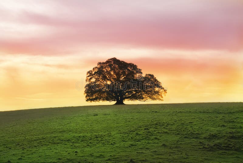 Single Fig Tree Alone in Field Stock Photo - Image of field, ficus: 2978448