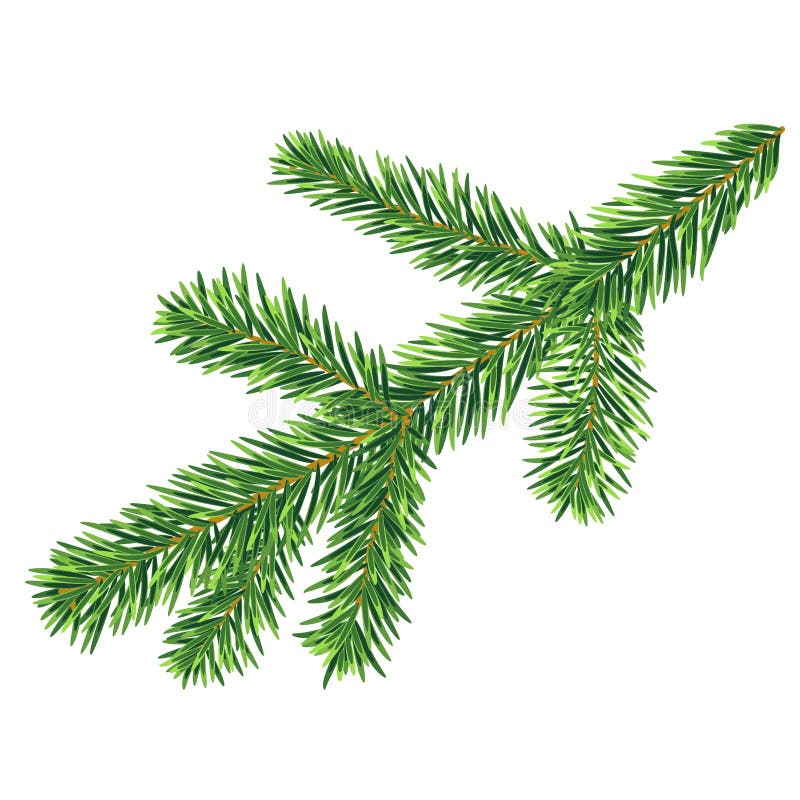 Single Fir Branch Vector Isolated on the White Stock Vector ...
